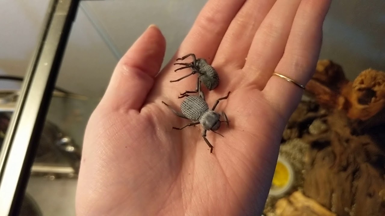 Blue Death Feigning Beetle Care - YouTube