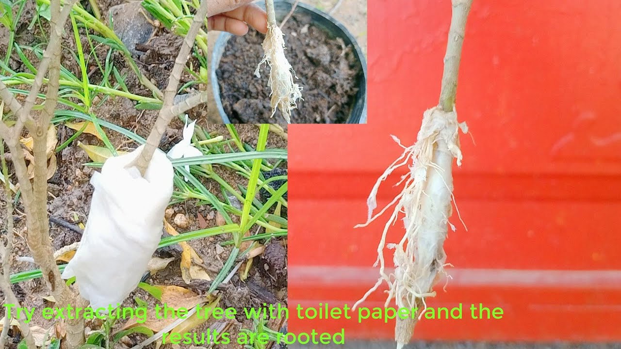 Try extracting the tree with toilet paper and the results are rooted ...