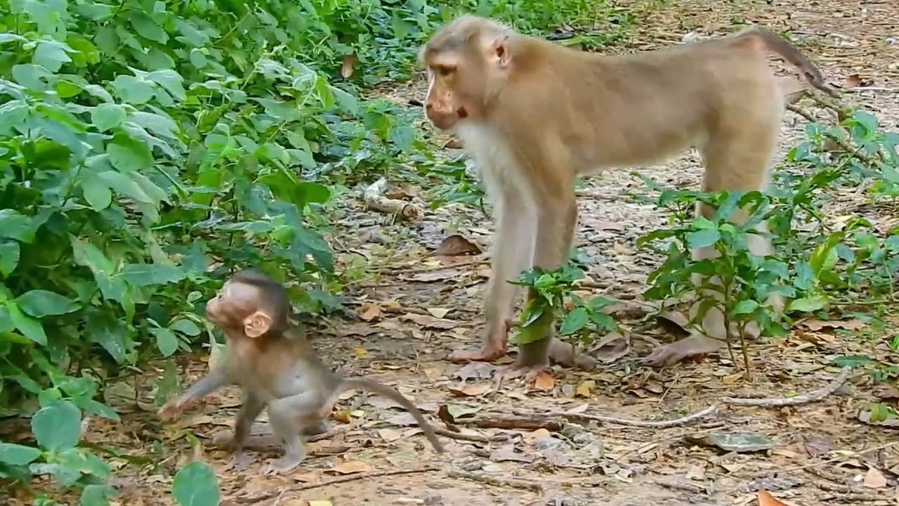Priceless video! Rainbow stand up so cute talking cameraman, Rainbow ...