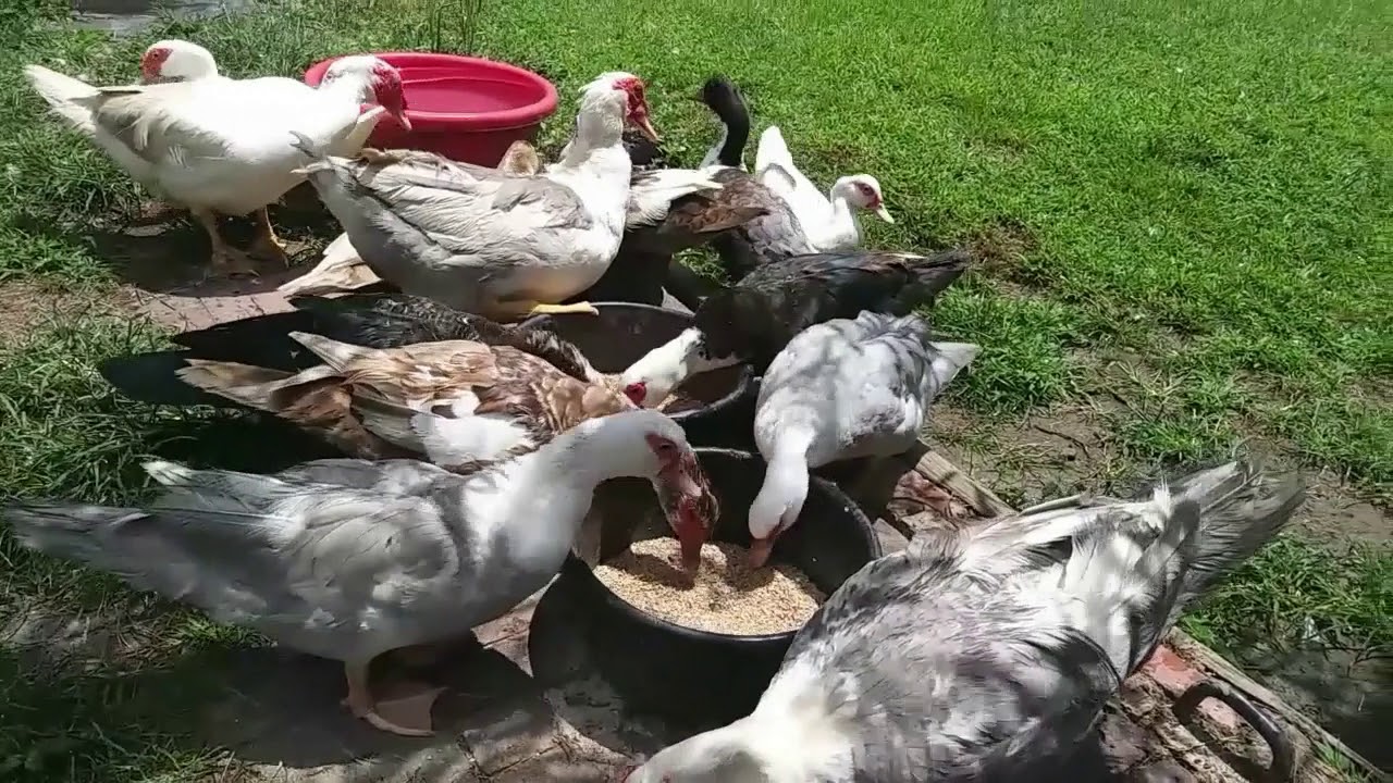 Meet the ducks - YouTube