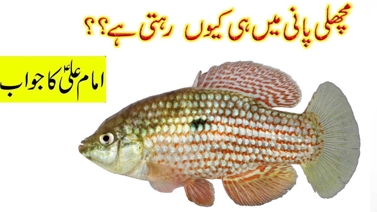 Machli (Fish) Pani Main Kiyun Rehti Hai | Hazrat Ali (R.A.) - YouTube