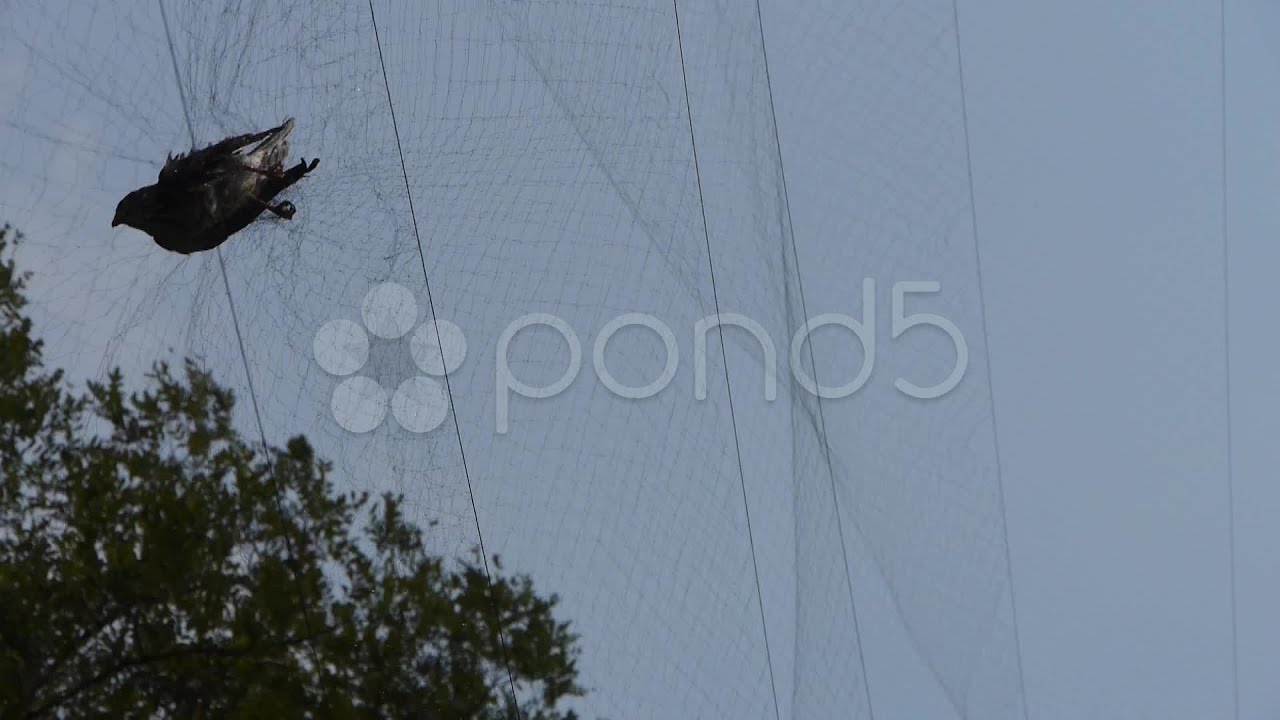 Bird trapped in net,struggling to die in blue sky like fail loser ...