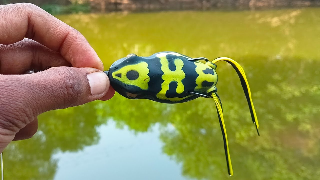 Lucana Muller Frog 🐸 Lure 70mm 18g || Snakehead hunting with lucana ...