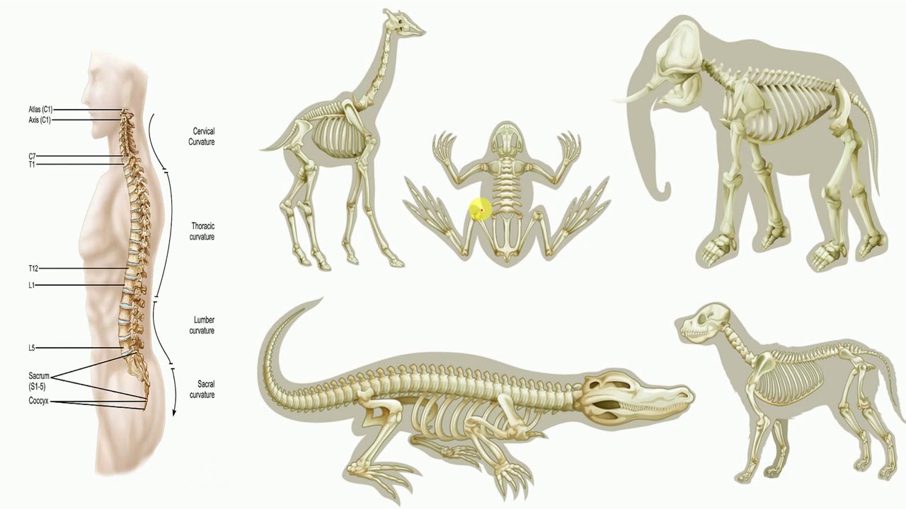 Taxonomical Aids Herbarium/Museum/Zoological Parks/Key/AP's Biology ...