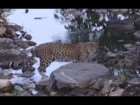 Leopard in Sasan Gir I Jungle Safari I Gir Forest I Sasan Gir - YouTube