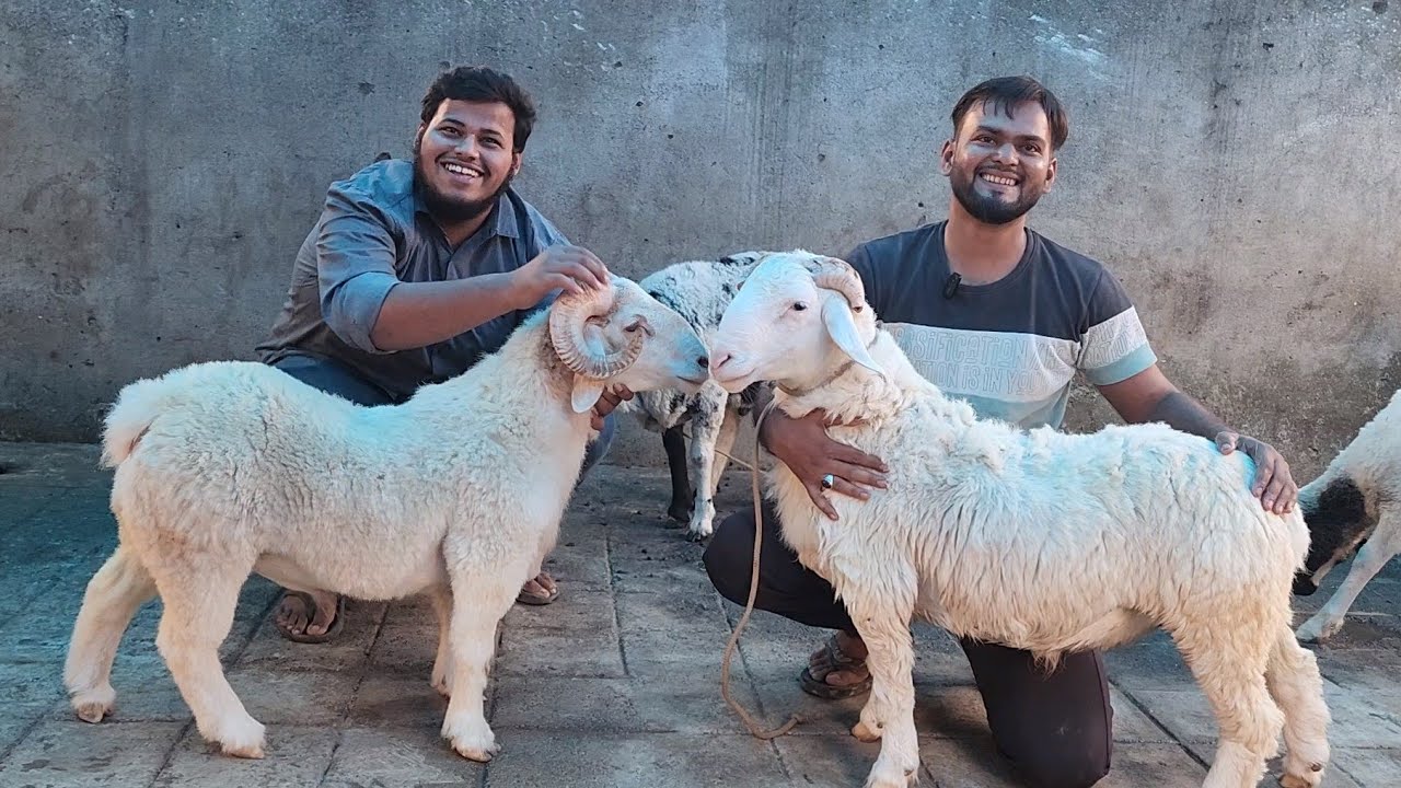 Full Size Bannur And Exotic Mende At AZ Goat Farm Bhiwandi. - YouTube