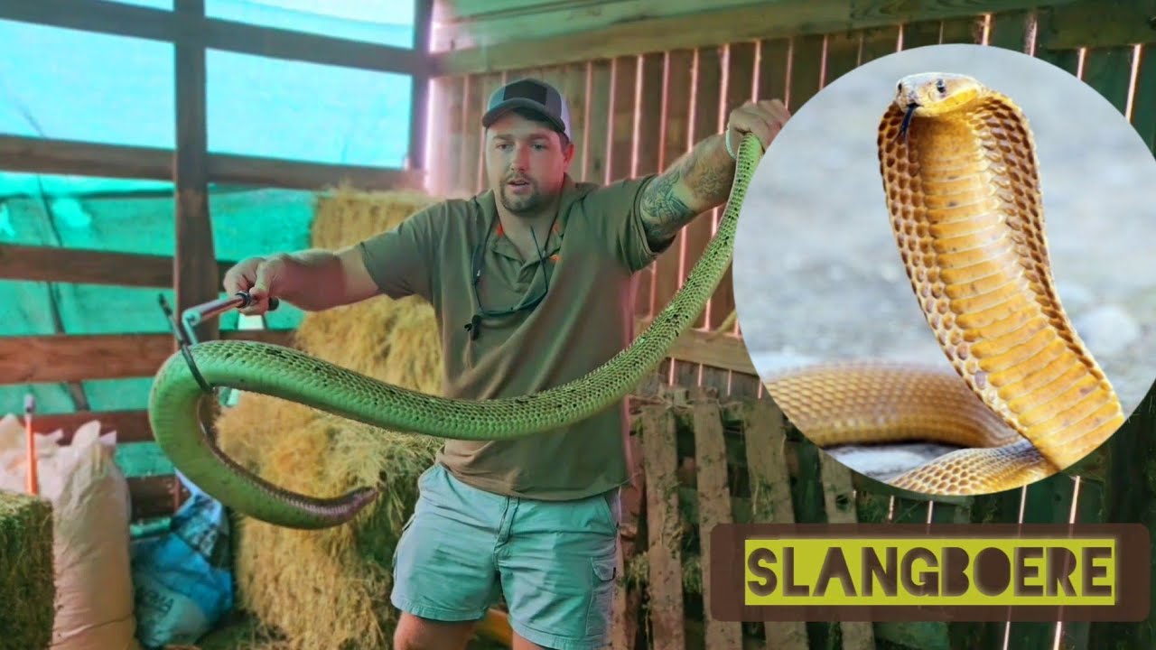 Slangboere TV show - Geelslang & Nag adder callout ! - YouTube
