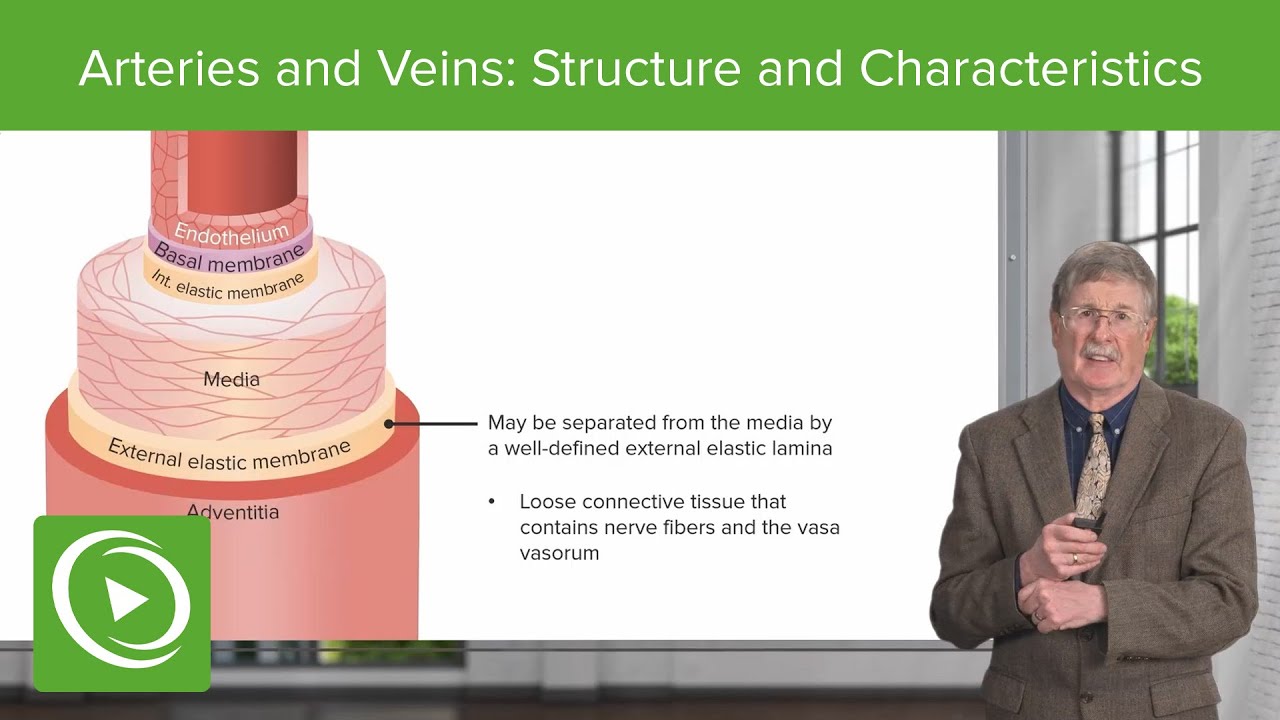 Arteries and Veins: Structure and Characteristics - YouTube