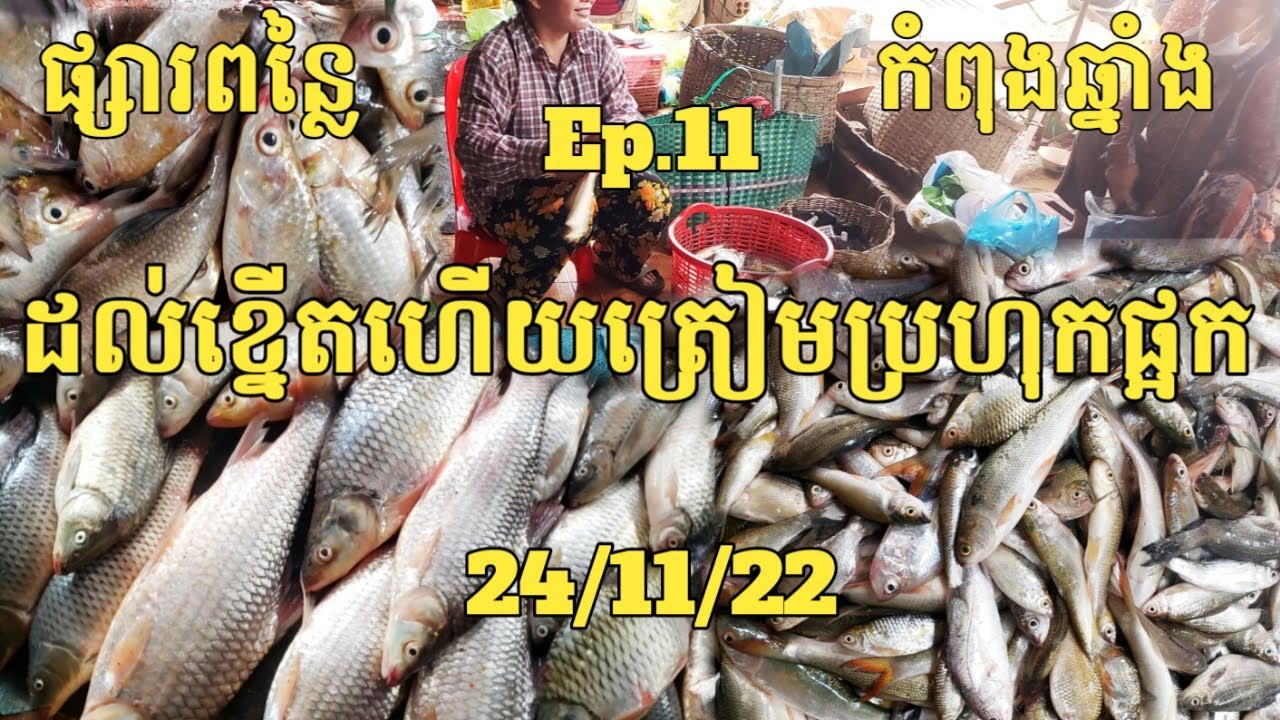 Natural fish || Khmer fish market activities today || Freshwater Fish ...