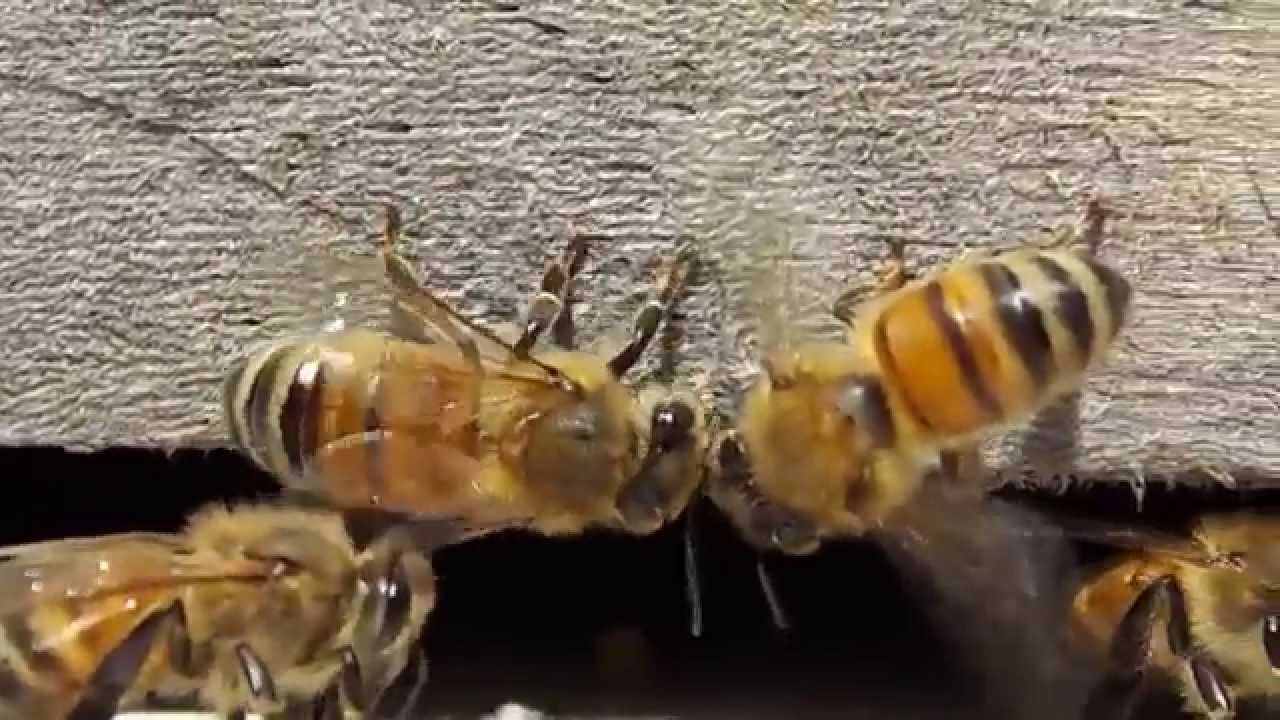 Bees Fanning Entrance (HD 720p) - YouTube