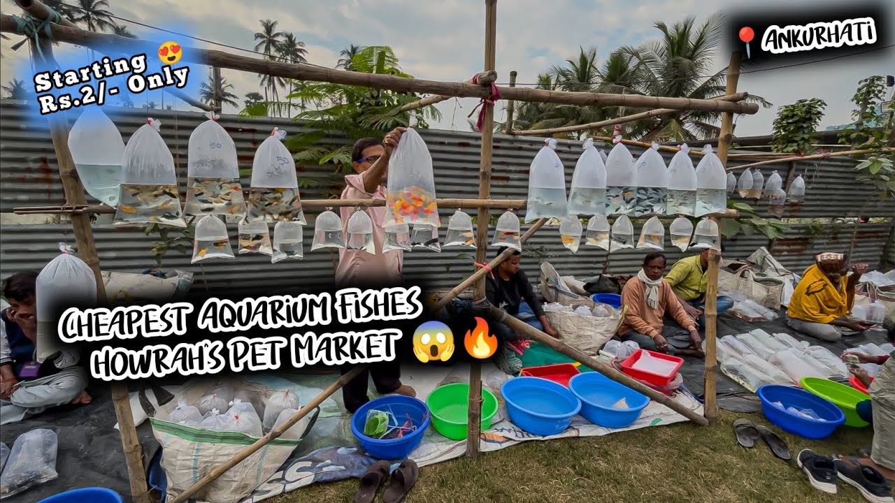 Ankurhati Fish Pet Market | Aquarium Fish Price Update | Ankurhati ...