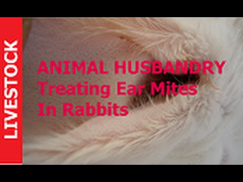 LIVESTOCK - Animal Husbandry - Treating Ear Mites in Rabbits - YouTube