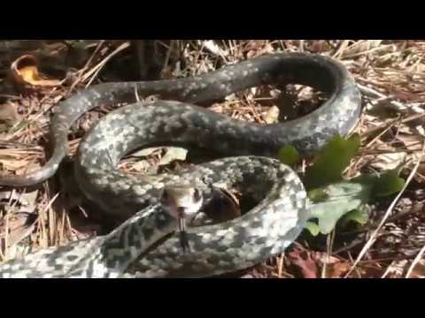 Buttermilk Racer Snake, Catch and Release, Central Louisiana - YouTube