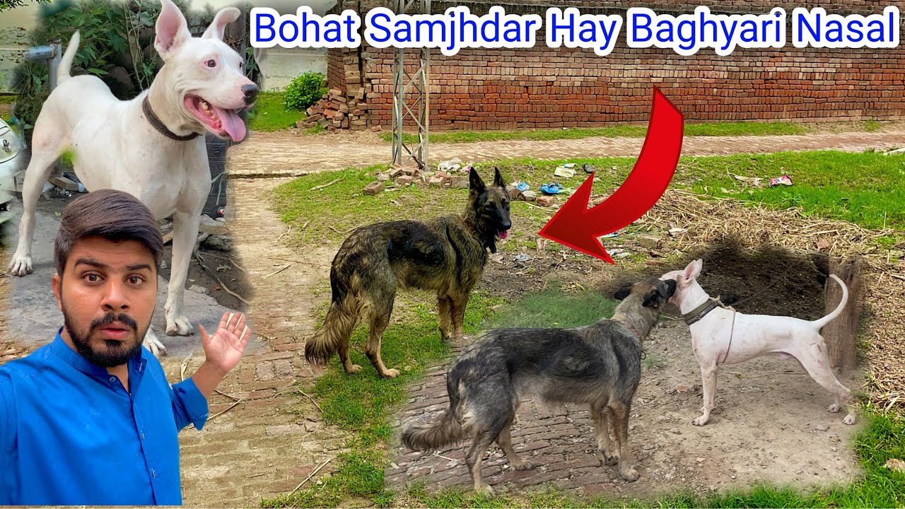 Baghyari Nasal Sach Main Bohat Wafadar Hay As Female Nay Sabit kar diya ...