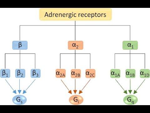 PHYSIOLOGY 13 || Neurotransmitters & Receptors - YouTube