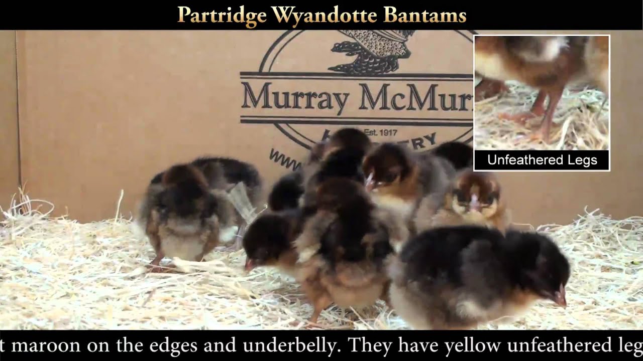 Partridge Wyandotte Bantam Chicks - YouTube