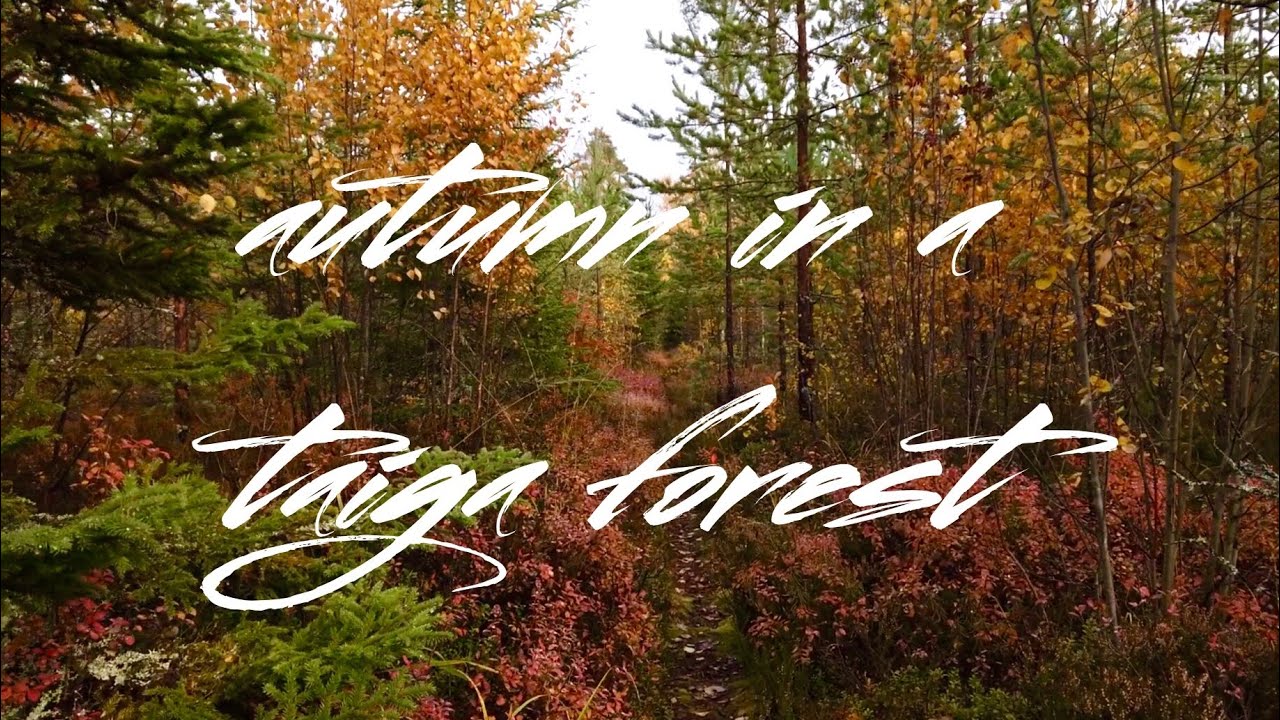 🍁 AUTUMN IN A TAIGA FOREST (BOREAL FOREST) | ASMR VIRTUAL WALK POV ...