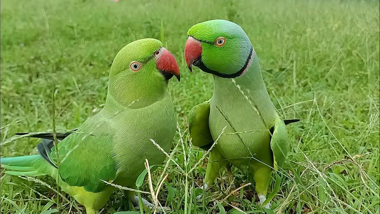 Amazing Talking Parrot Video - YouTube
