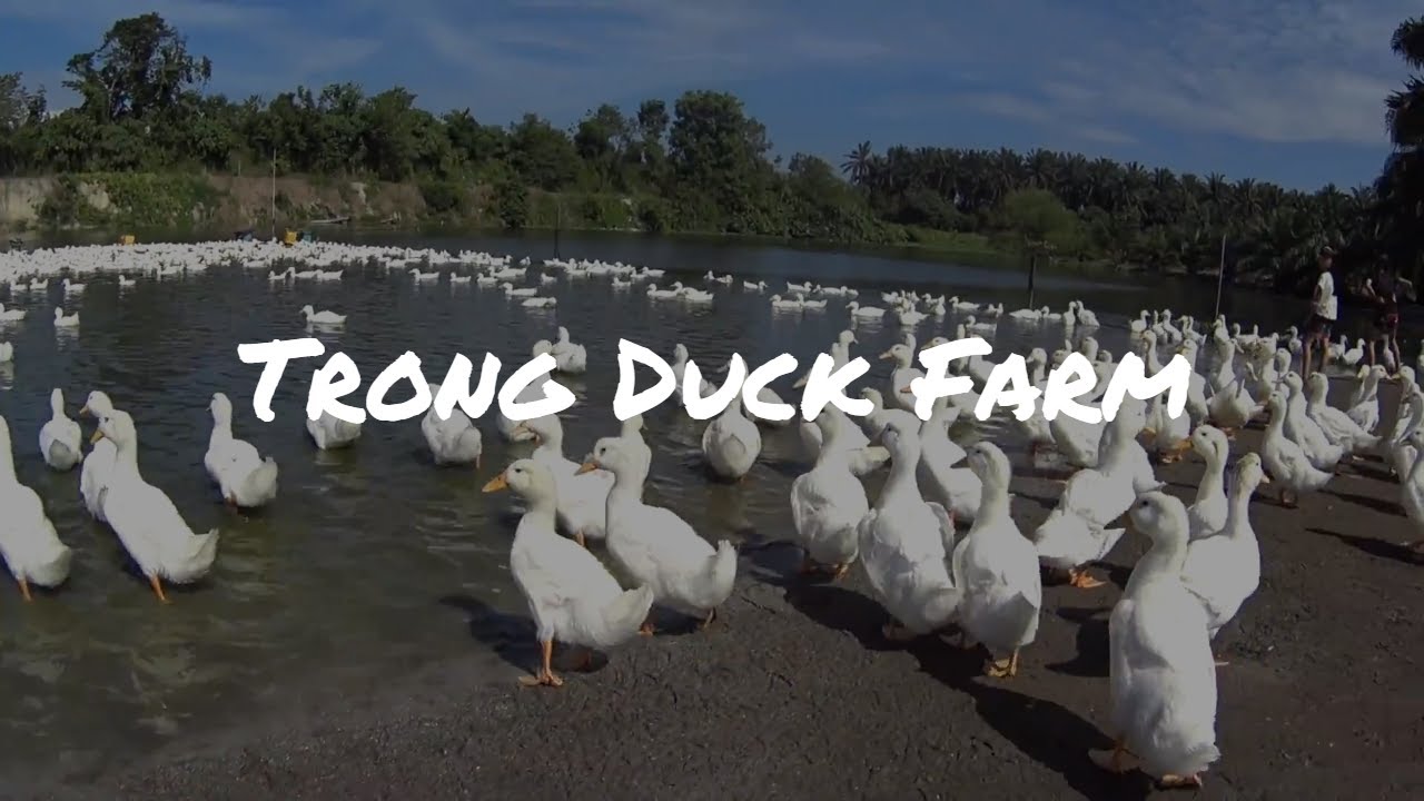 Trong Duck Farm - YouTube