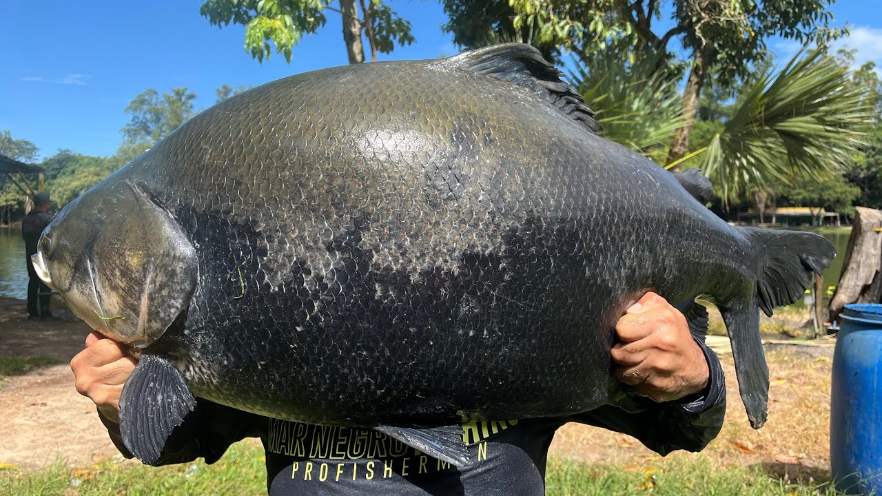 PESCARIA ANIMAL NO PESQUEIRO CÓRREGO DAS ANTAS 6 PEIXES ACIMA DE 30 KG ...