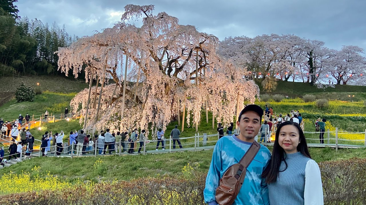 Miharu Takizakura, Fukushima (One of the Oldest Cherry Blossom Trees in ...