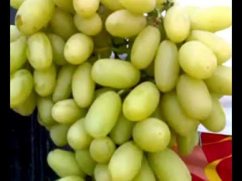 The greek big greap Soultanina(tomson)-Σταφυλια σουλτανινα - YouTube