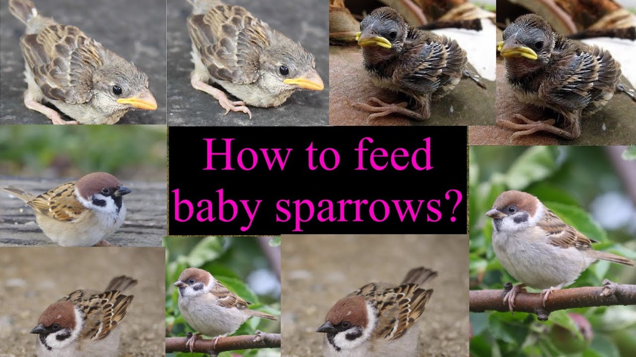 How To Feed Baby Sparrow? 🐥🐥🙏.|| #babysparrows #baby #viralvideo # ...