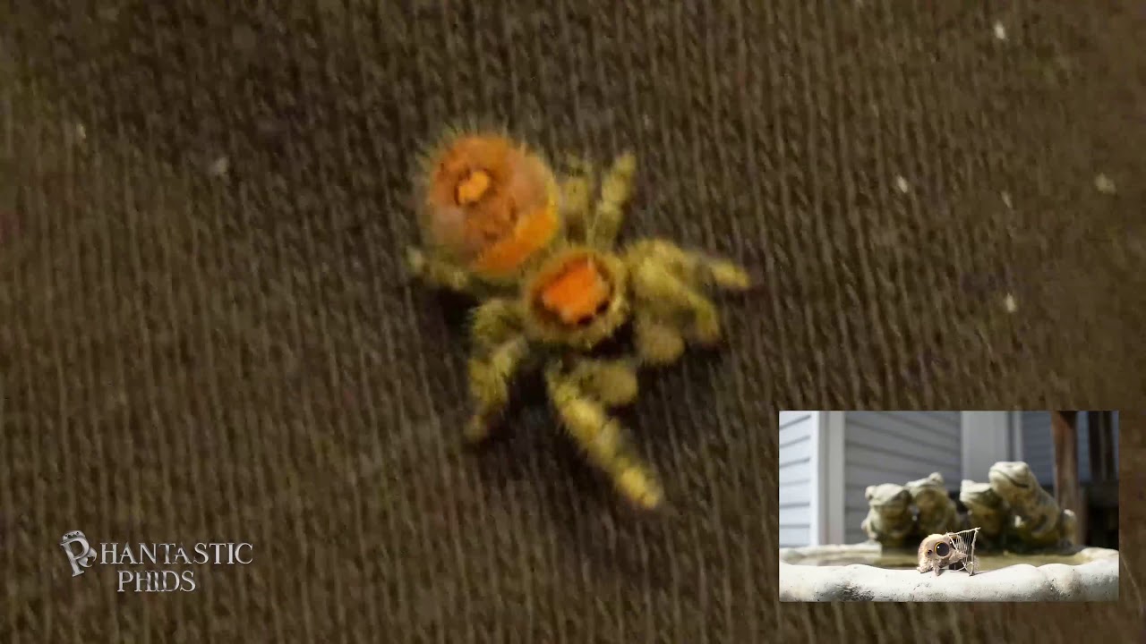 Jumping Spider "Playing Music" - YouTube