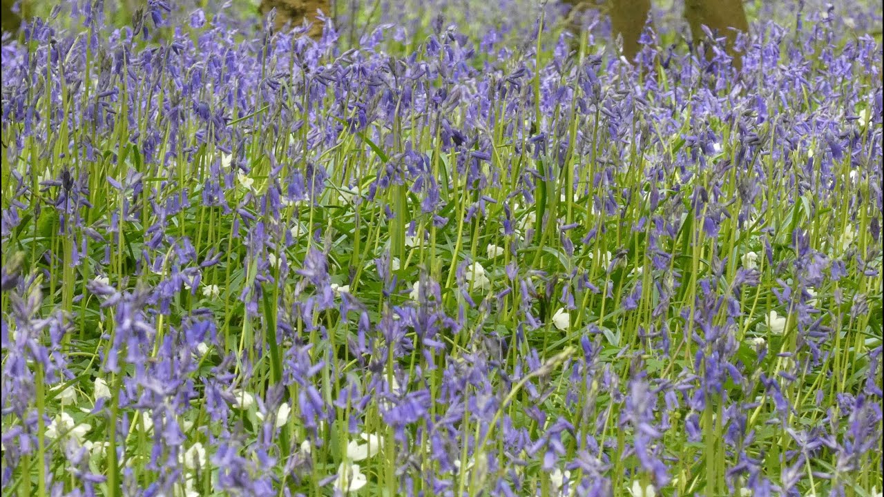 Bluebell Walk - YouTube