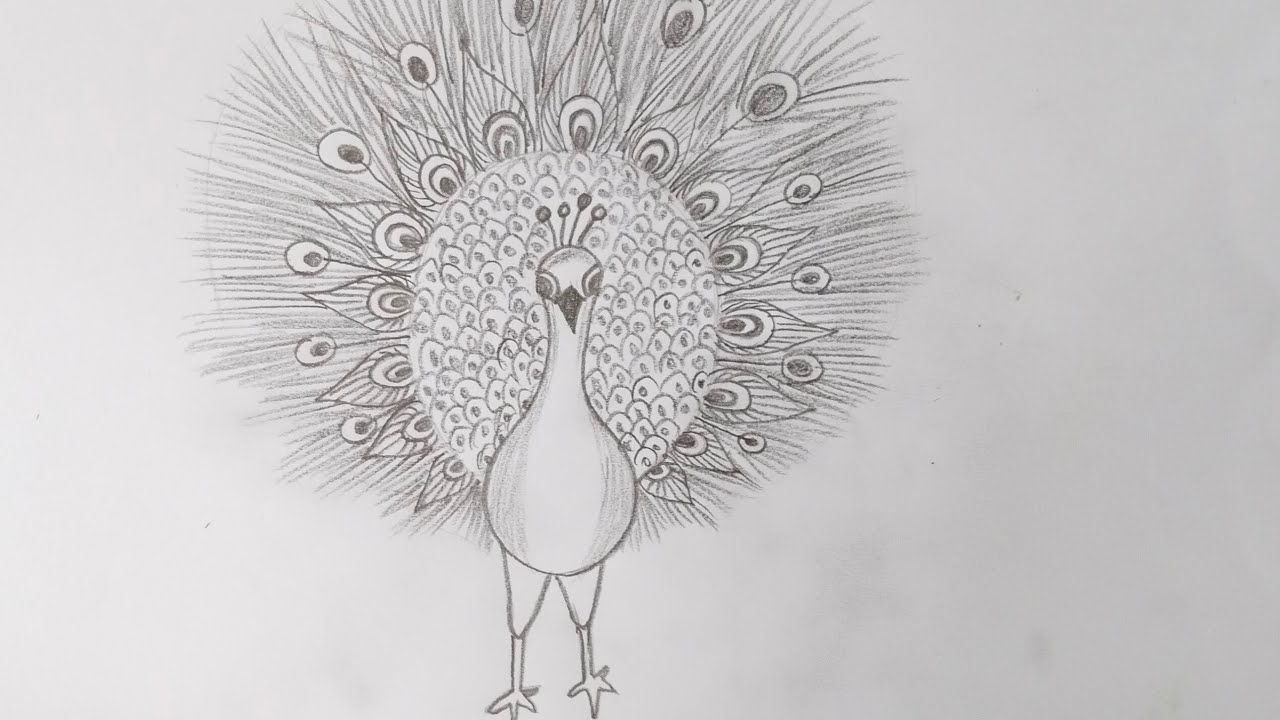 Peacock Drawing || How to draw Peacock with Feather || How to Draw ...
