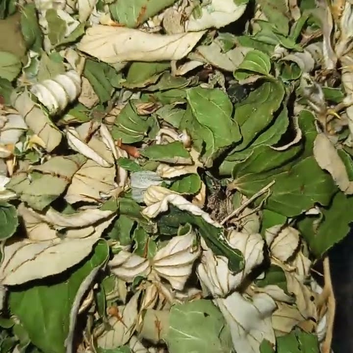 Cire Tabo Da Ganyen Magarya #kannywood #religion #hausa #arewa # ...