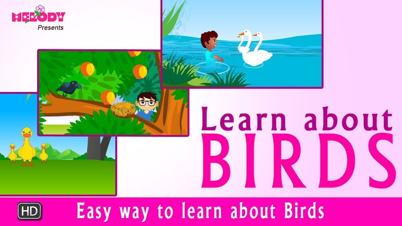 Learn About Birds | Easy Way to Learn About Birds | Kinder Garten - YouTube