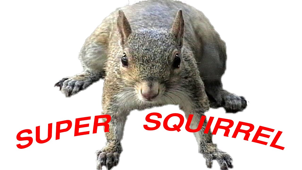 SUPER SQUIRRELS - Drunk with Courage! FYV 1080 HD - YouTube