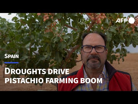 Droughts drive Spain's pistachio farming boom | AFP