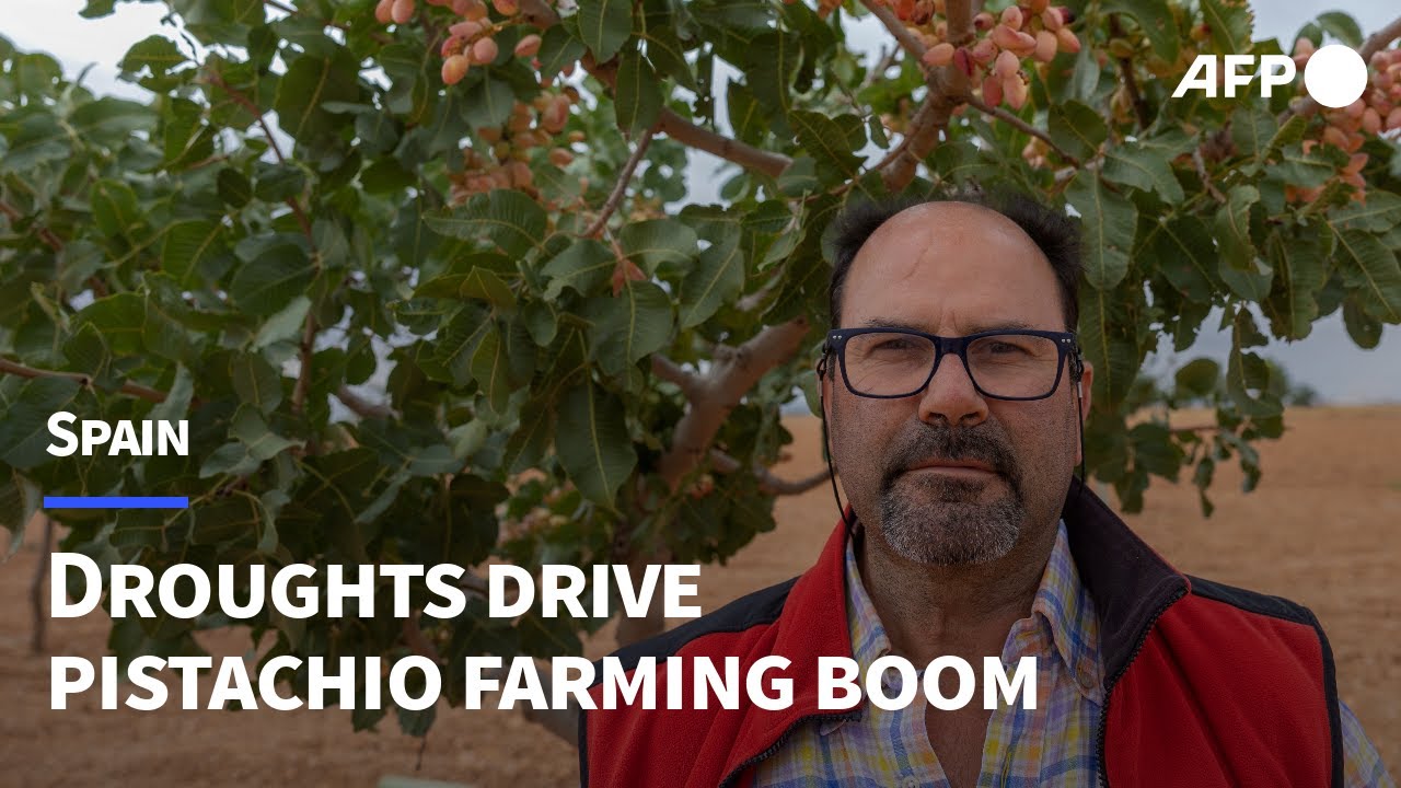 Droughts drive Spain's pistachio farming boom | AFP - YouTube