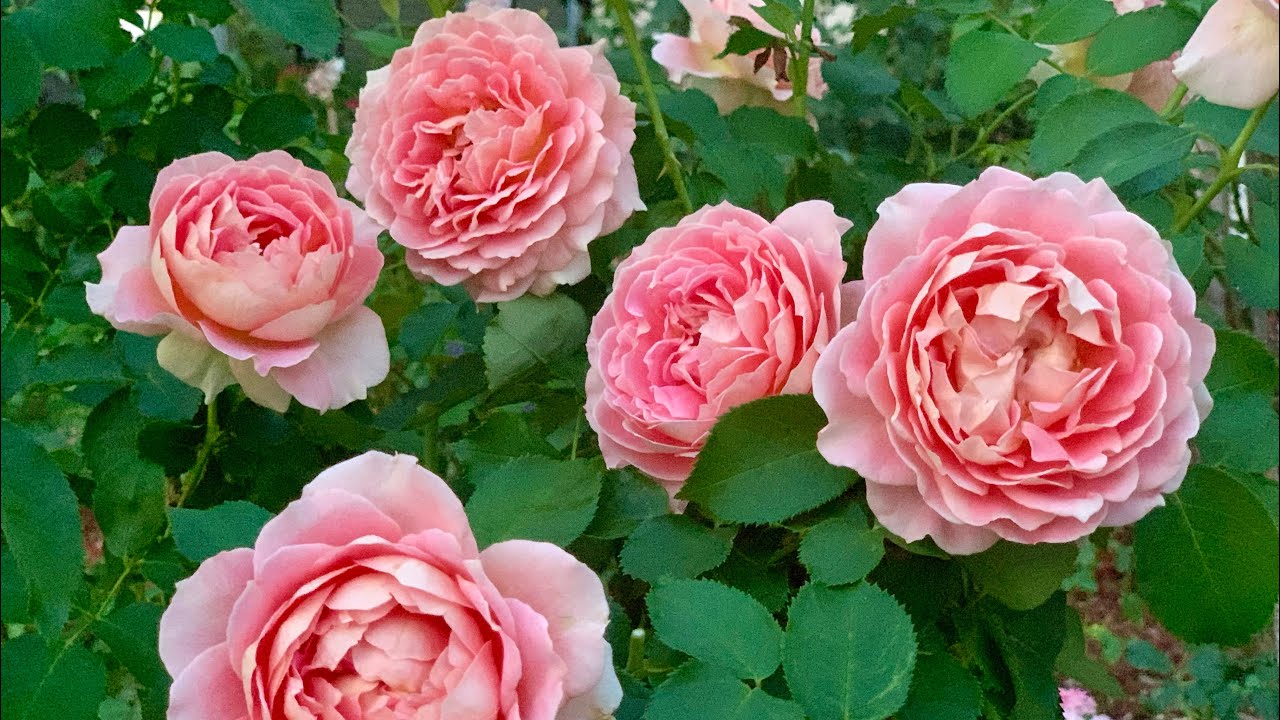 Fun in the Sun rose - Don’t miss this #beautiful Grandiflora # ...