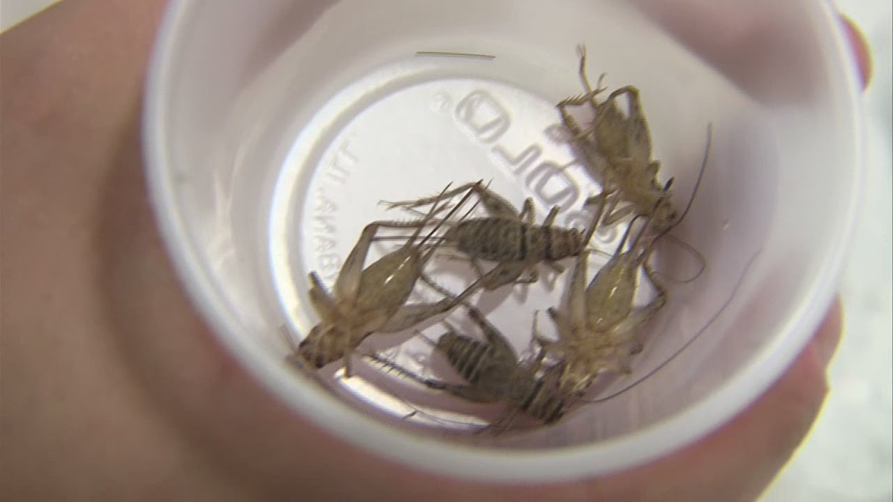 Do you have what it takes to try "Cricket Spitting?" - YouTube