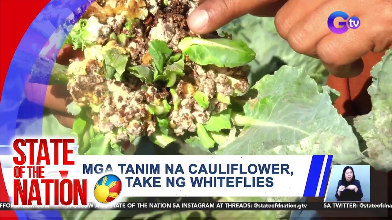 Mga tanim na cauliflower, inatake ng whiteflies | SONA - YouTube