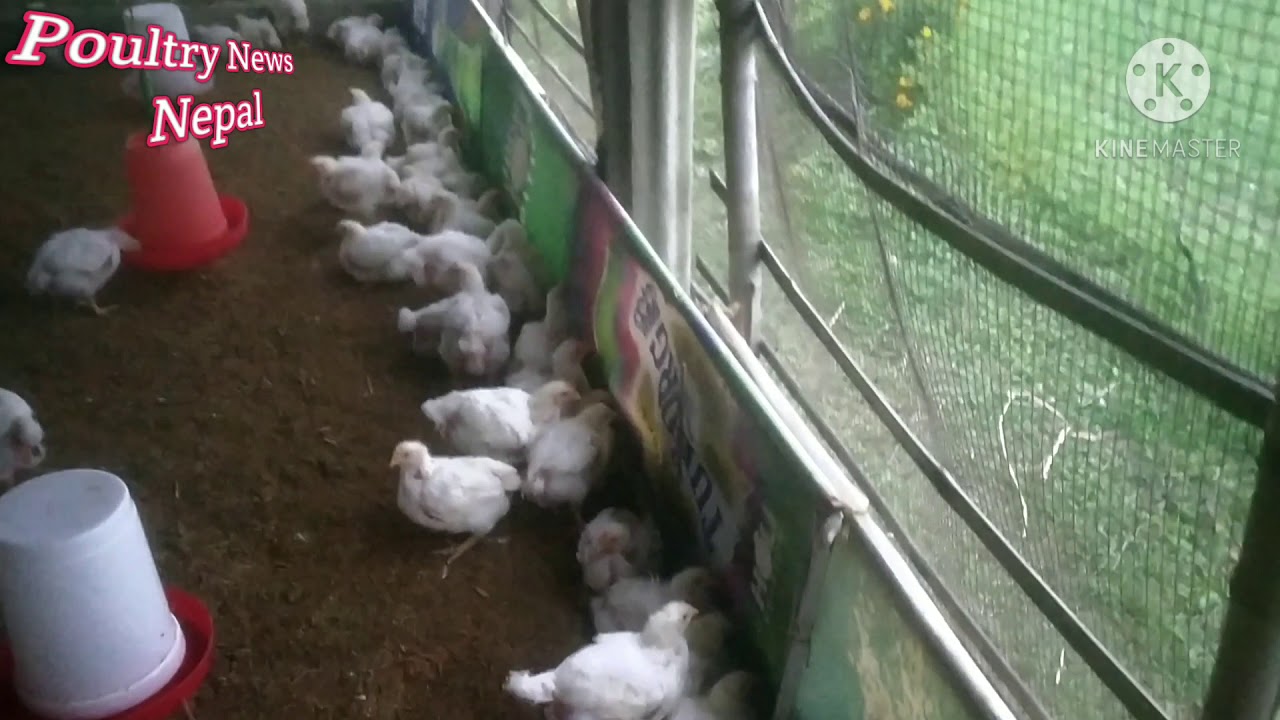 successful poultry tips......broiler are ready to make for meat - YouTube