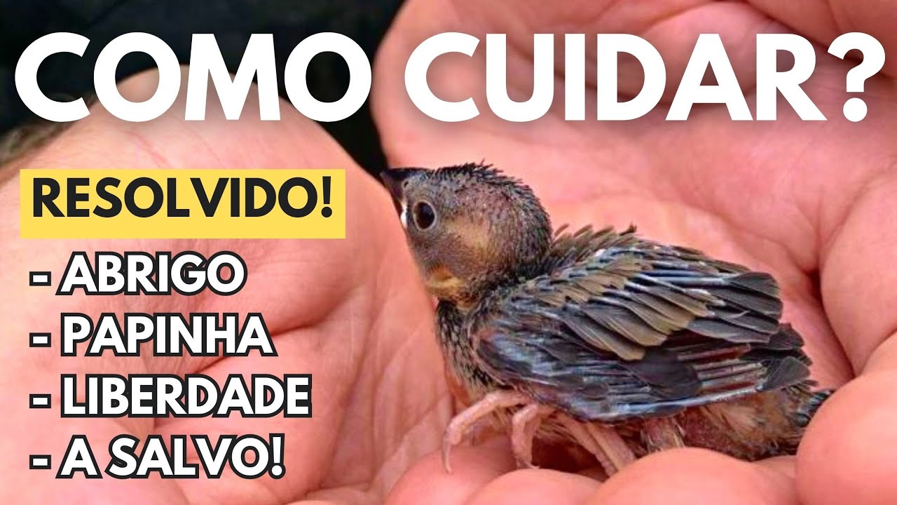COMO CUIDAR PASSARINHO QUE CAIU DO NINHO? - YouTube