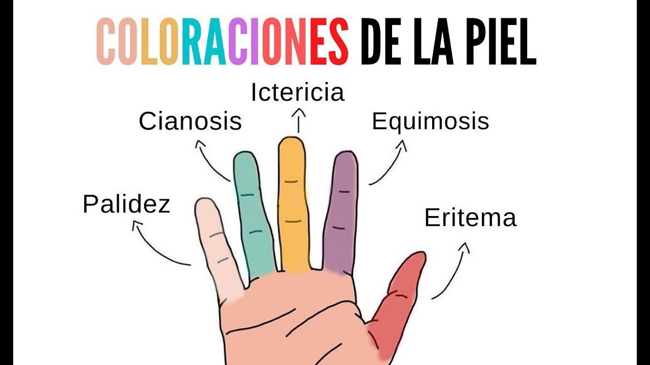 🔴 COLORACIONES DE LA PIEL - YouTube