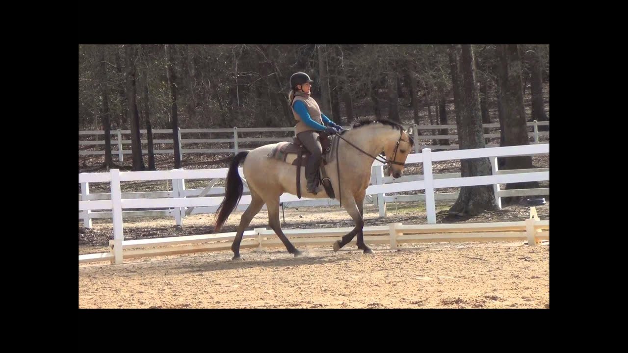 Western Dressage- Level 2 test 4- 2/28/2013 - YouTube
