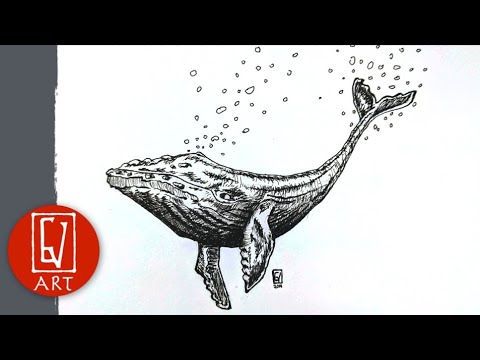 Whale - Pen and Ink illustration Art - GvinciArt - YouTube