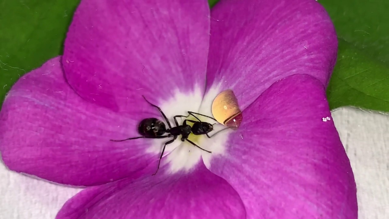 iPhone Xs Close Up of Giant Ants in Japan. Wide Angle Lens by Ulanzi ...