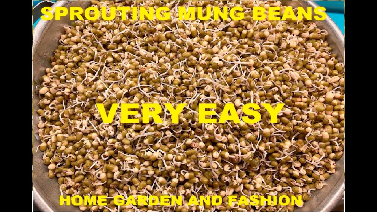 SPROUTING MUNG BEANS THE EASIEST AND FASTEST WAY||HOME GARDEN AND ...
