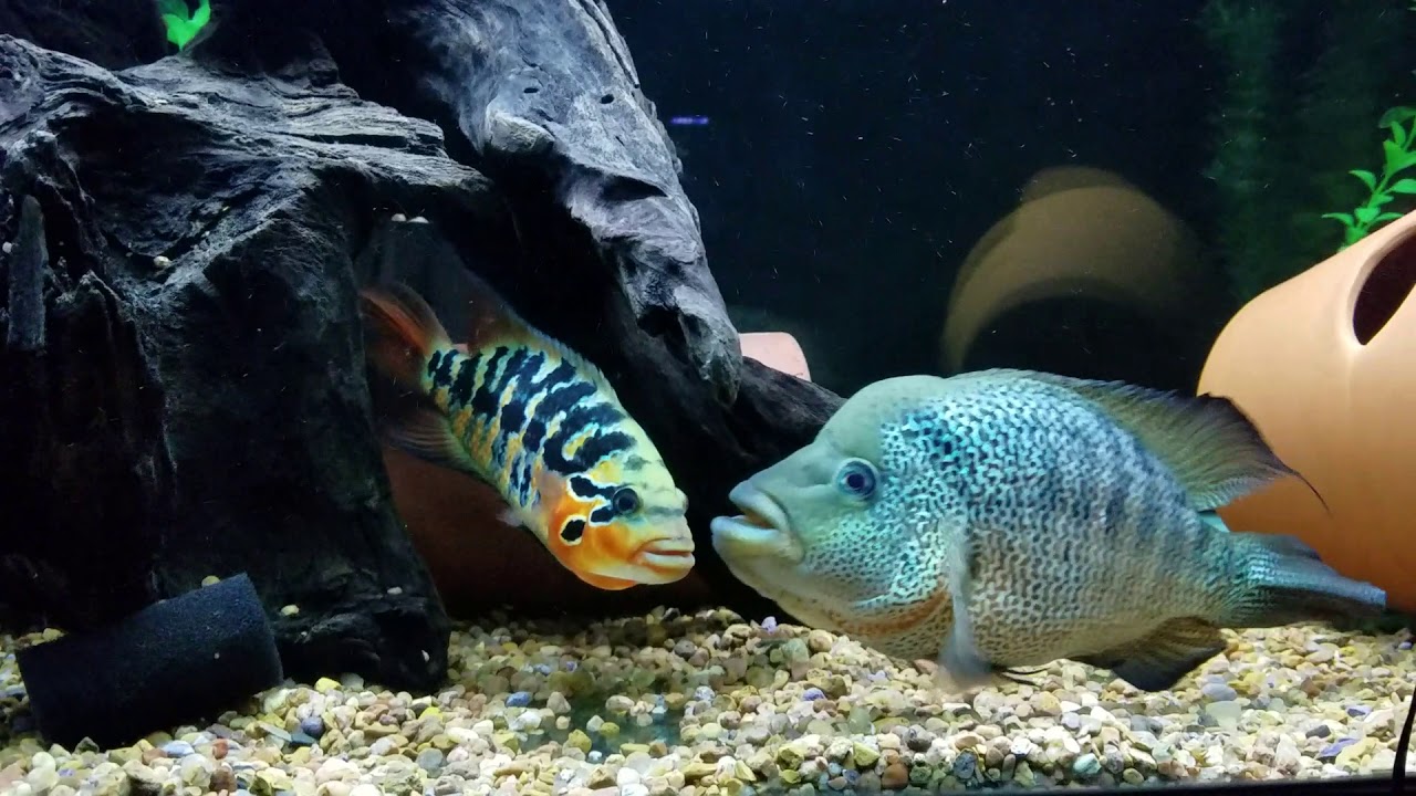 Parachromis Motaguensis - Red Tiger Mota pair - YouTube