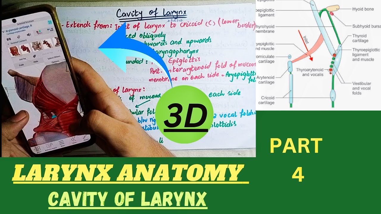 Cavity of Larynx 3d Anatomy | Rima Vestibuli, Rima Glottidis ...