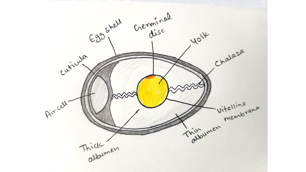 How to draw chicken egg diagram/ step by step drawing for beginners ...