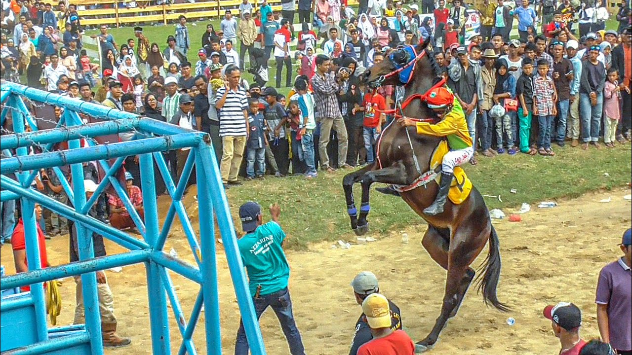 Kuda SATRIA FUJI Ngamuk Ga Mau Masuk Box Start - YouTube