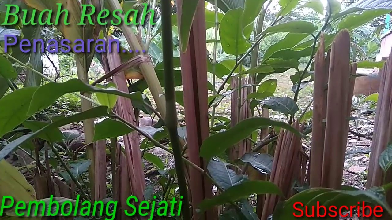 BUAH RESAH tapi TAK GELISAH - YouTube